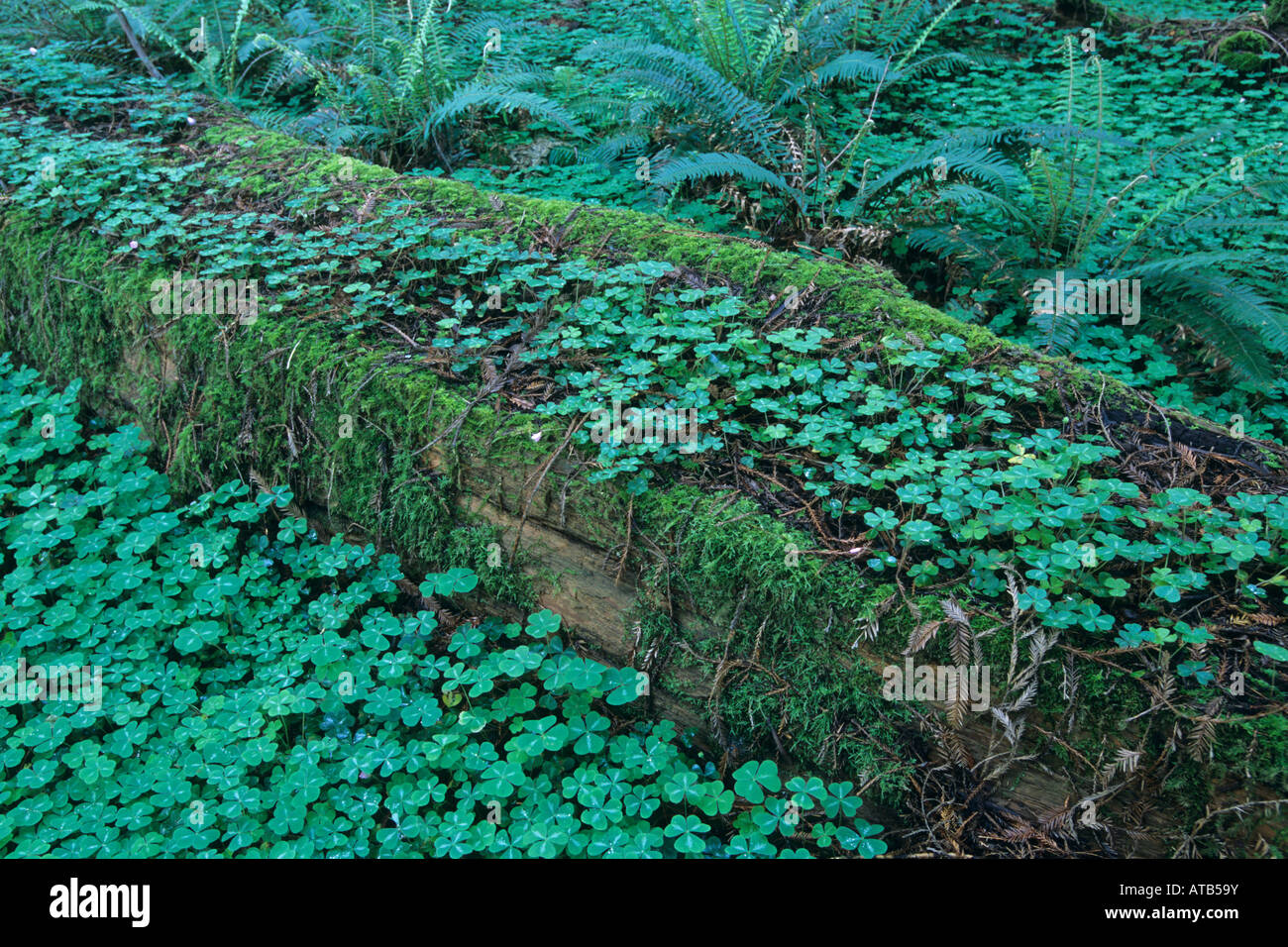 Clover on forest floor in redwood grove Hendy Woods State Park near ...