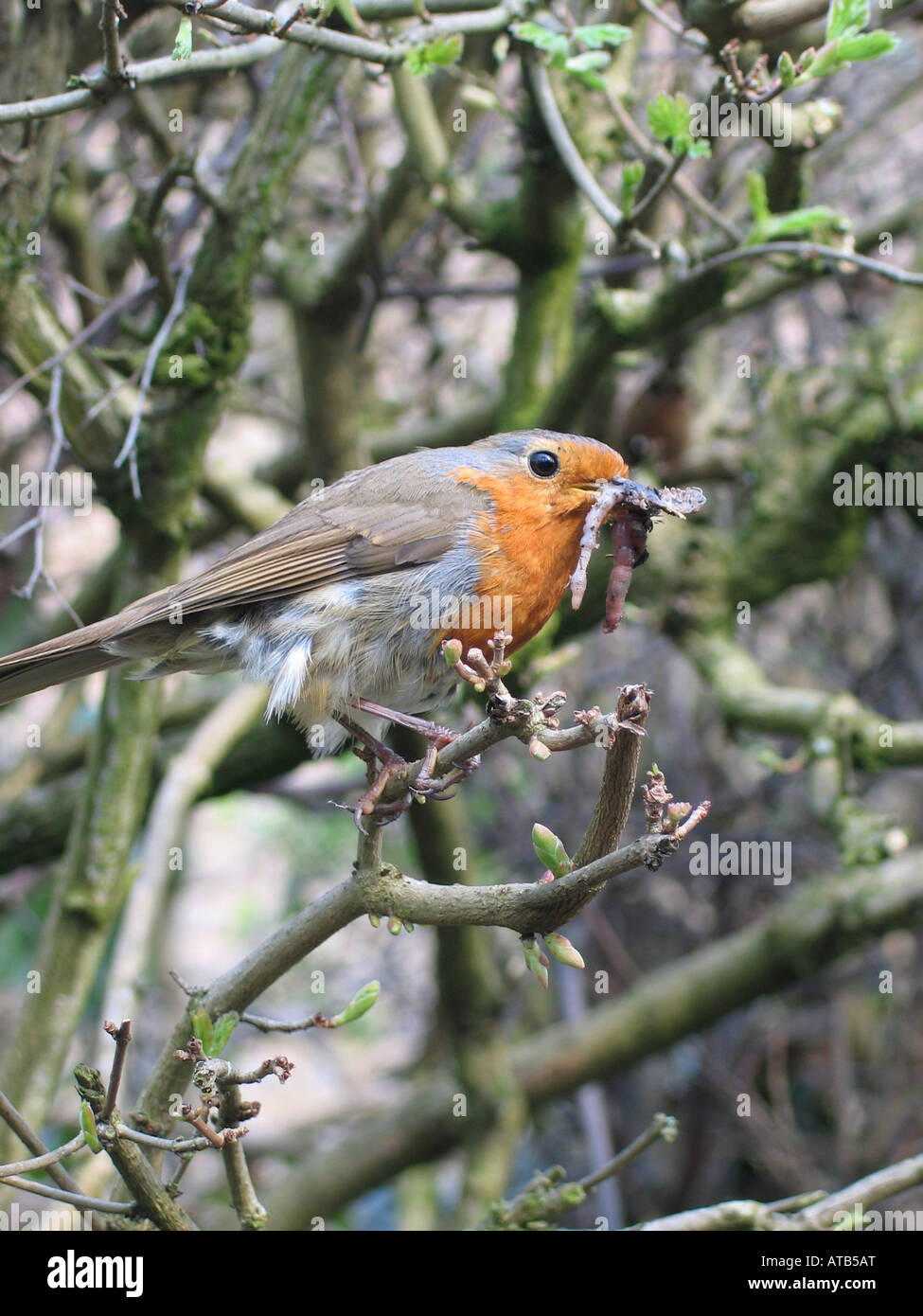 Robin eating insect hi-res stock photography and images - Alamy