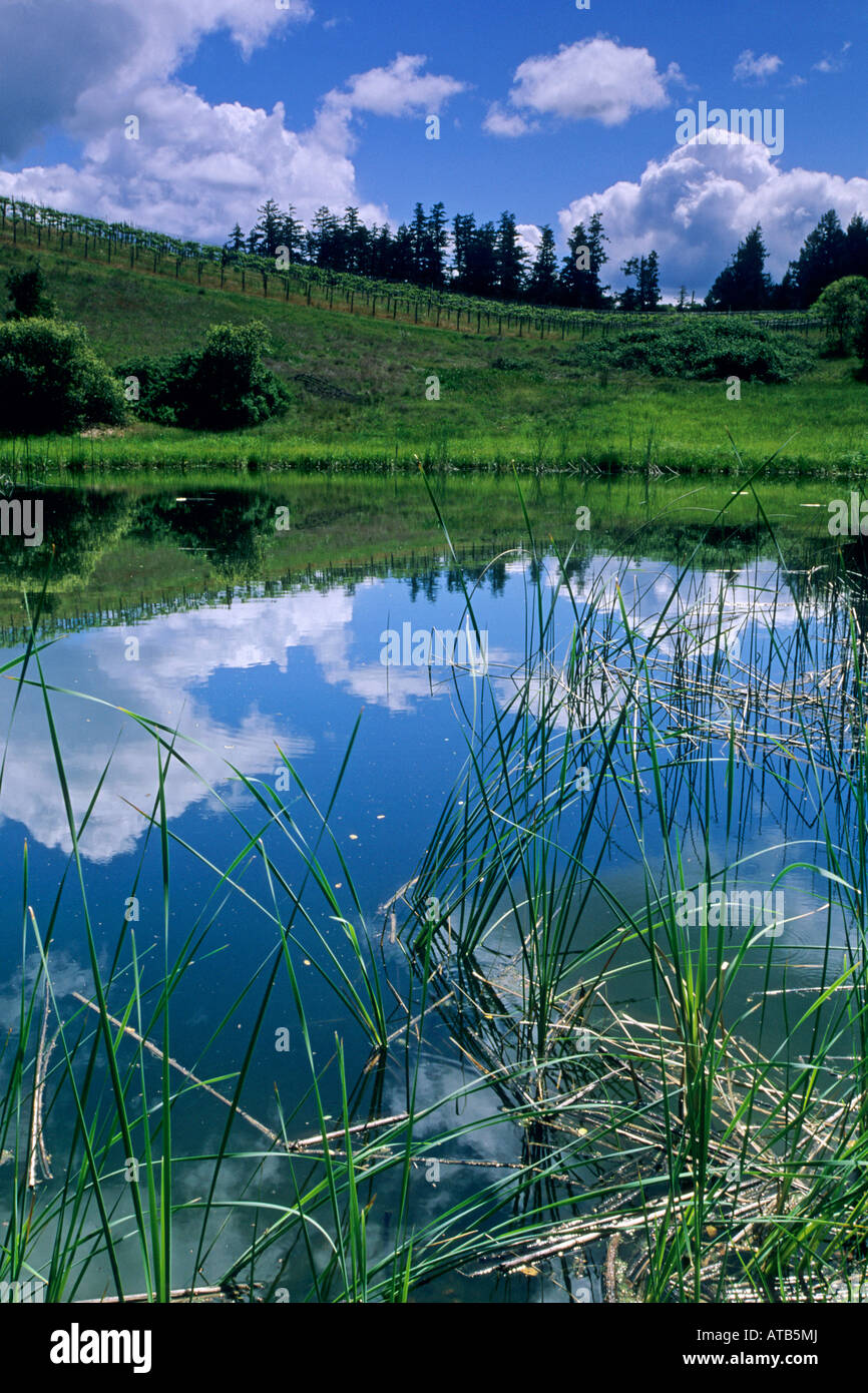 blue fresh water pond green hills spring cloud sky Husch Vineyards near ...