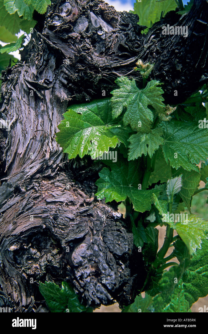 Grape vines in spring Handley Cellars near Navarro Mendocino County ...