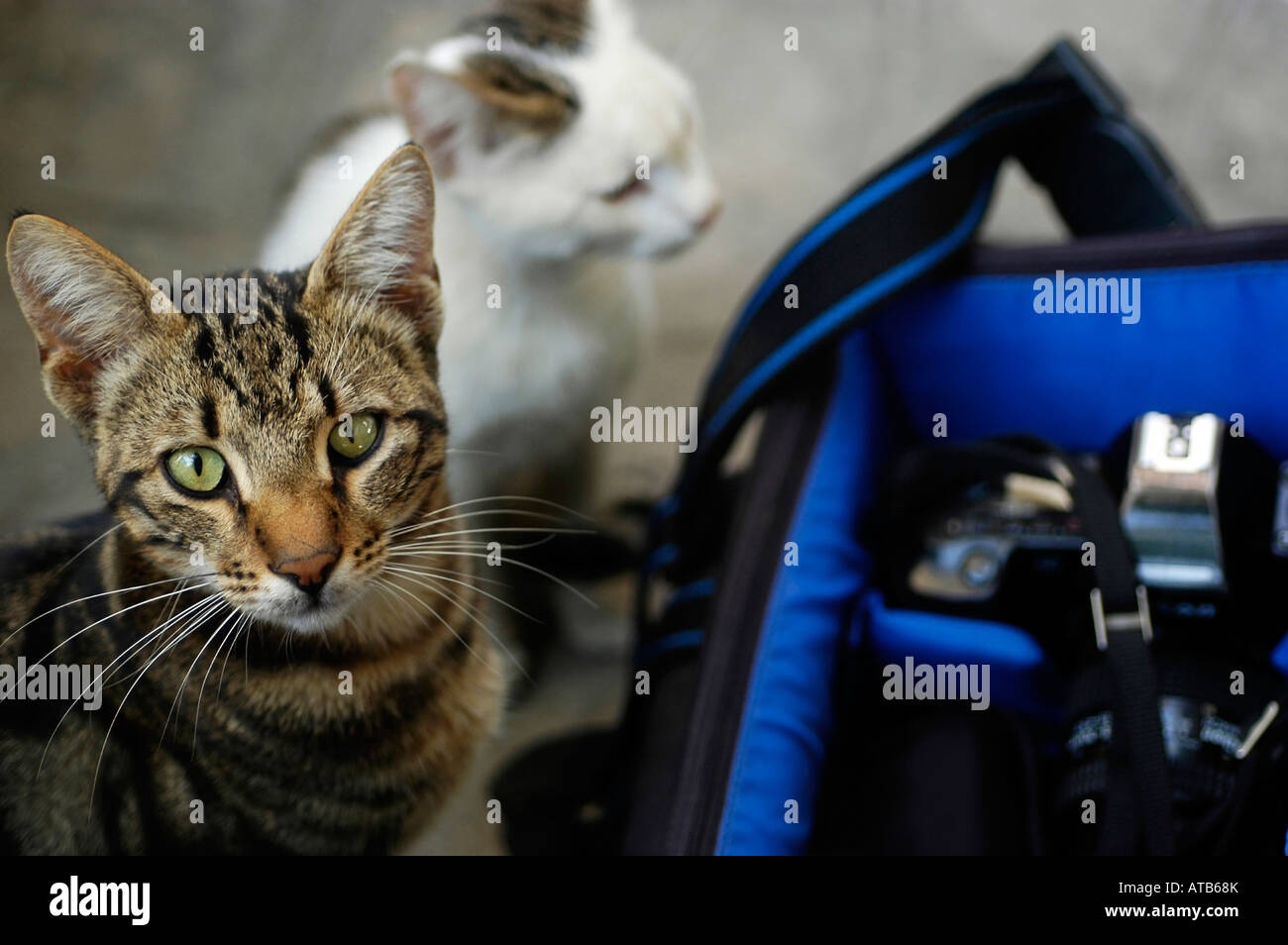 Two cats sitting in front of a camera bag. One cat is looking to the ...