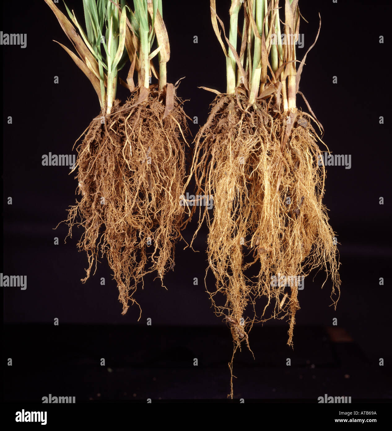 Root lesion eelworm healthy root hi-res stock photography and images ...