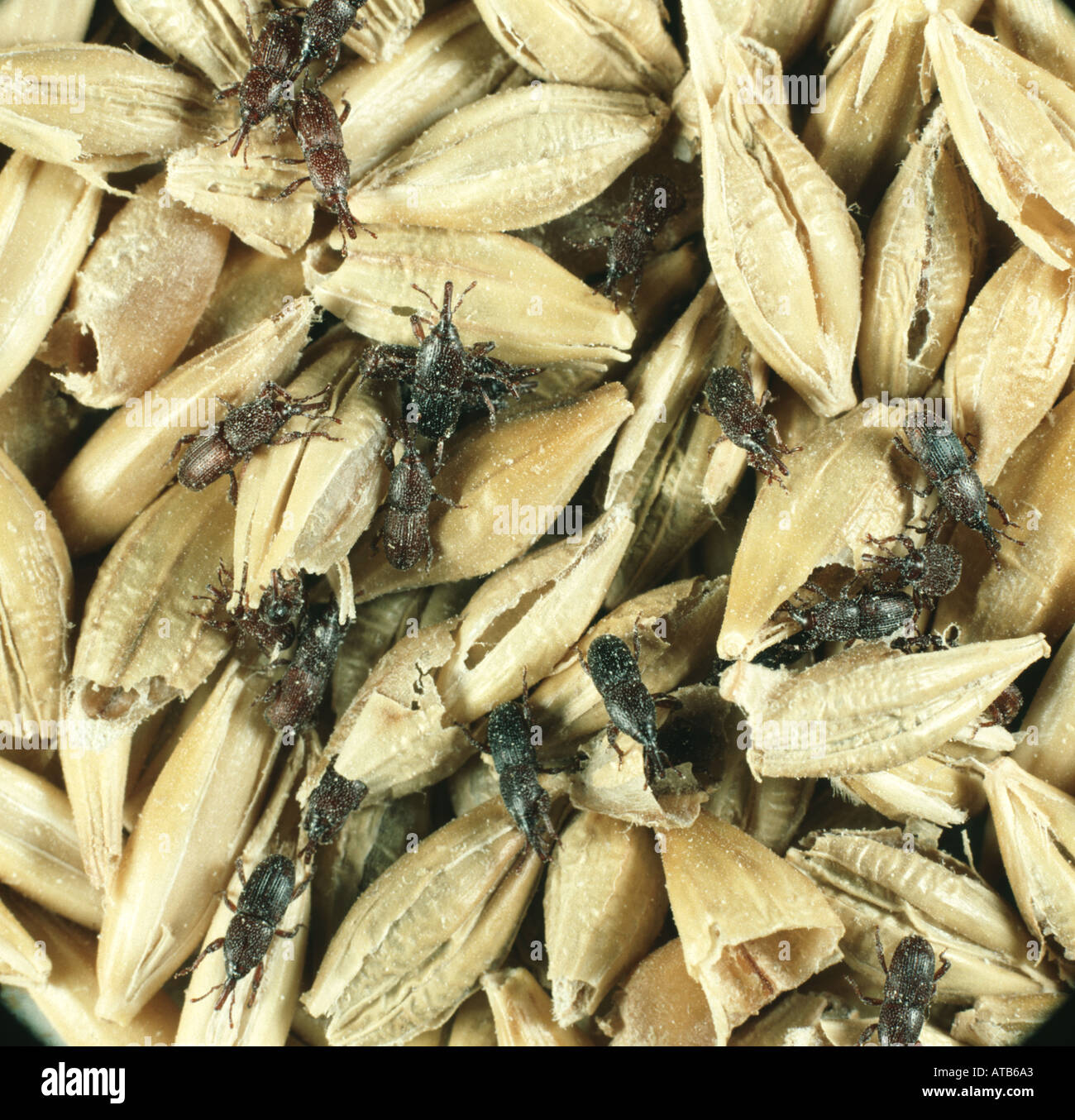 Grain weevil hi-res stock photography and images - Alamy