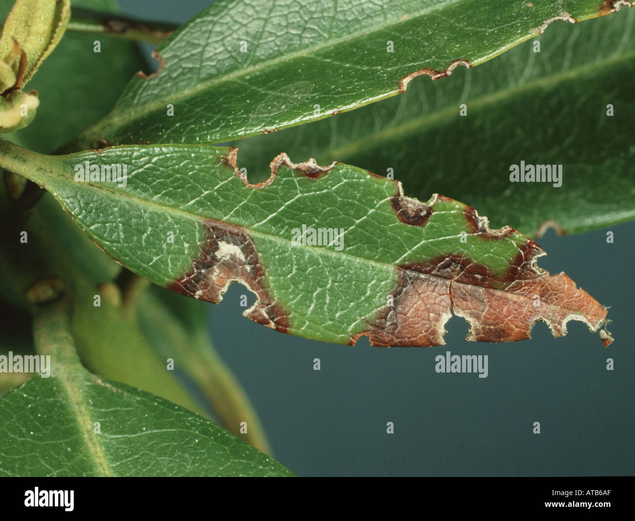 Vine weevil damage Otiorhynchus sulcatus to a rhododendron leaf Stock ...