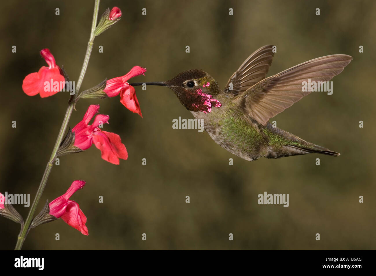 Anna's Hummingbird male, Calypte anna, feeding at Salvia greggii Stock ...