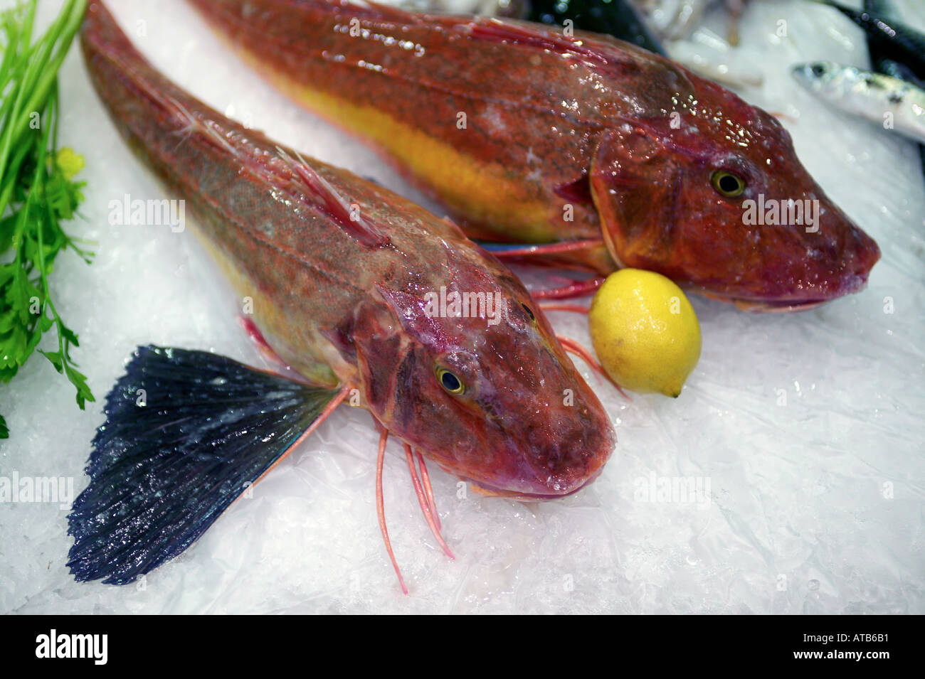 Fishshop hi-res stock photography and images - Alamy