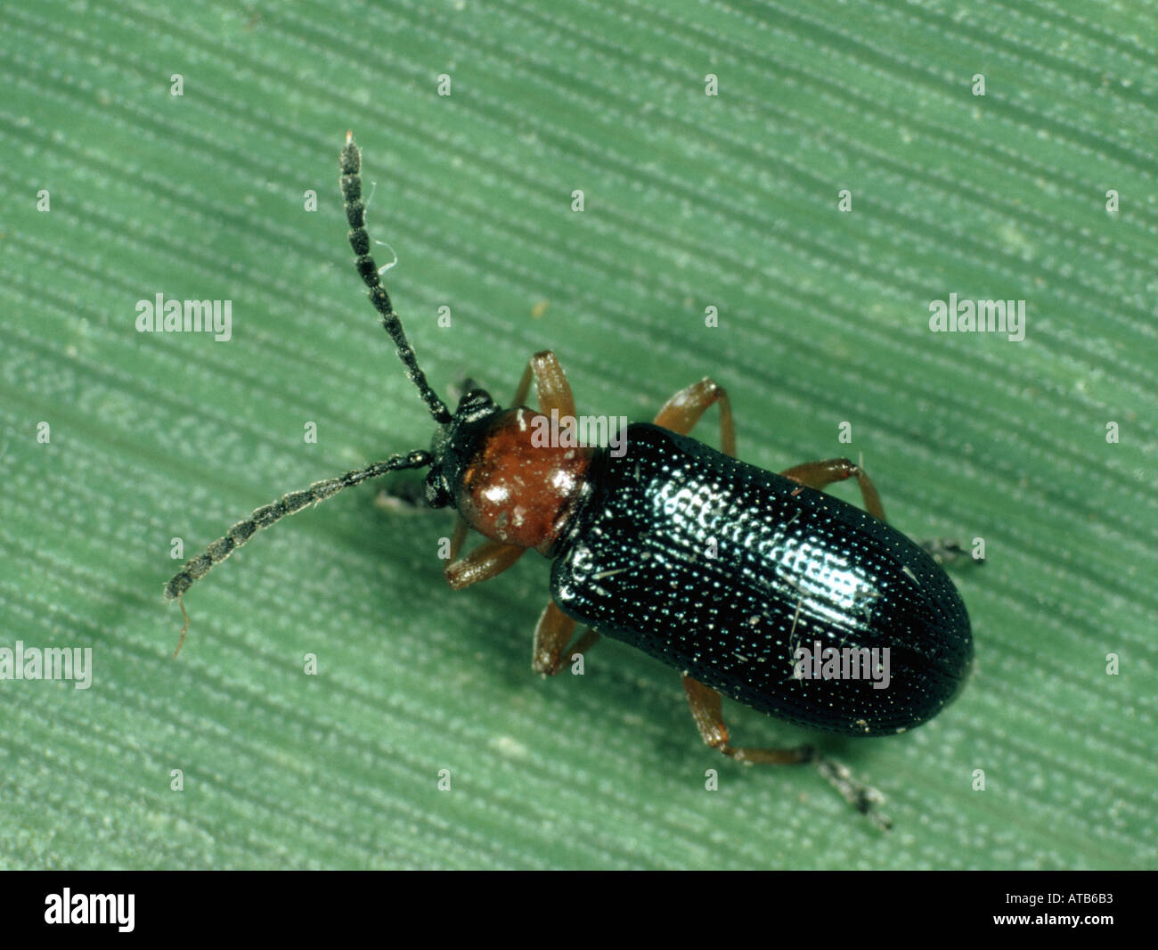 A cereal leaf beetle Oulema melanopus adult on a wheat leaf Stock Photo ...