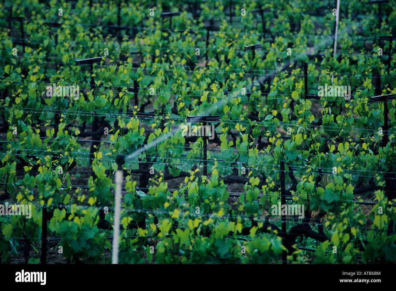 Watering the grape vines hi-res stock photography and images - Alamy