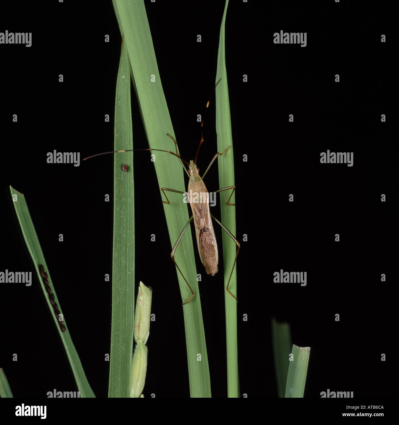 Rice plant leptocorisa hi-res stock photography and images - Alamy