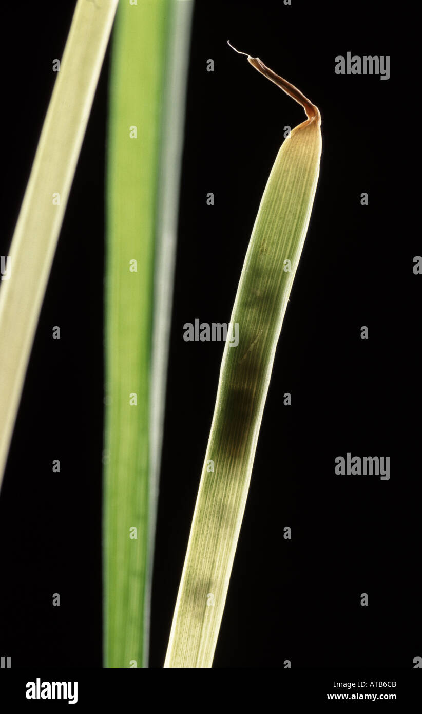 Rice pest damage hi-res stock photography and images - Alamy