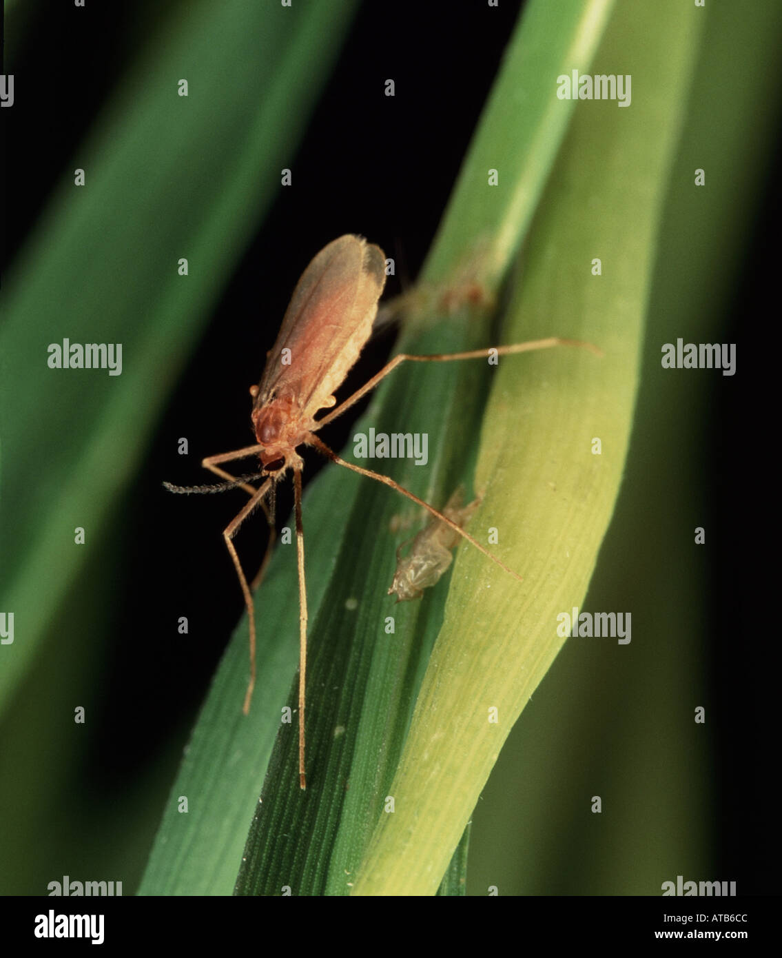 Rice gall midge Pachydiplosis oryzae adult on rice plant Stock Photo ...