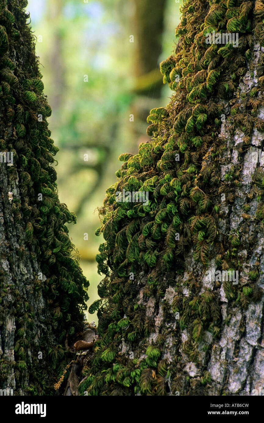 Moss growing on oak tree hi-res stock photography and images - Alamy