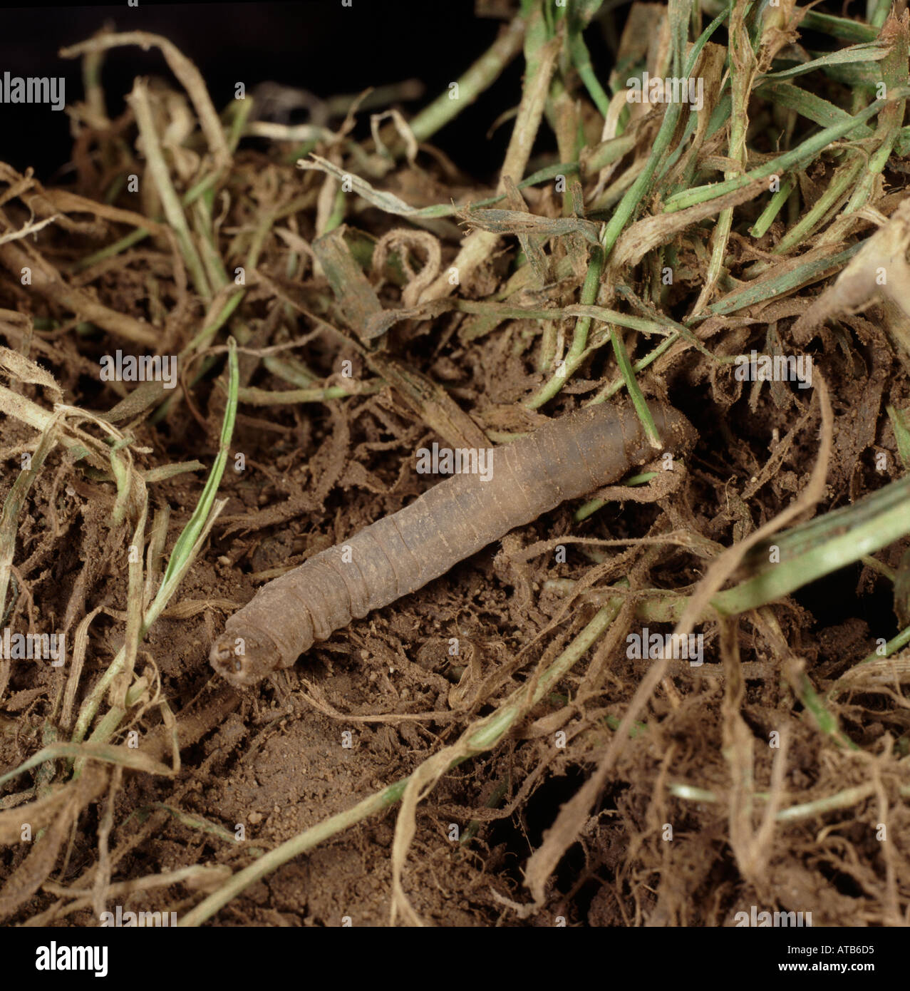 Larva of crane fly Leatherjacket close up on grass roots of lawn Stock ...
