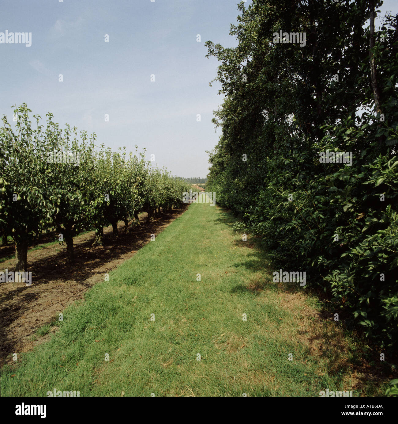 Pear orchard in fruit with windbreak tree line to right near Faversham ...