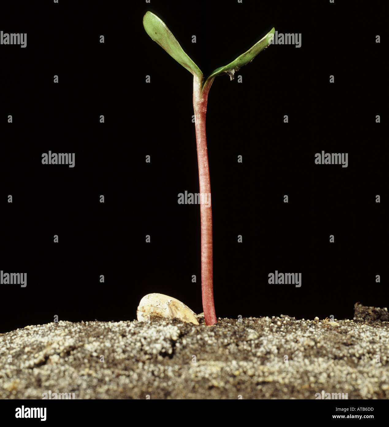 Germinating sunflower seedling through to extension of cotyledons 3rd ...