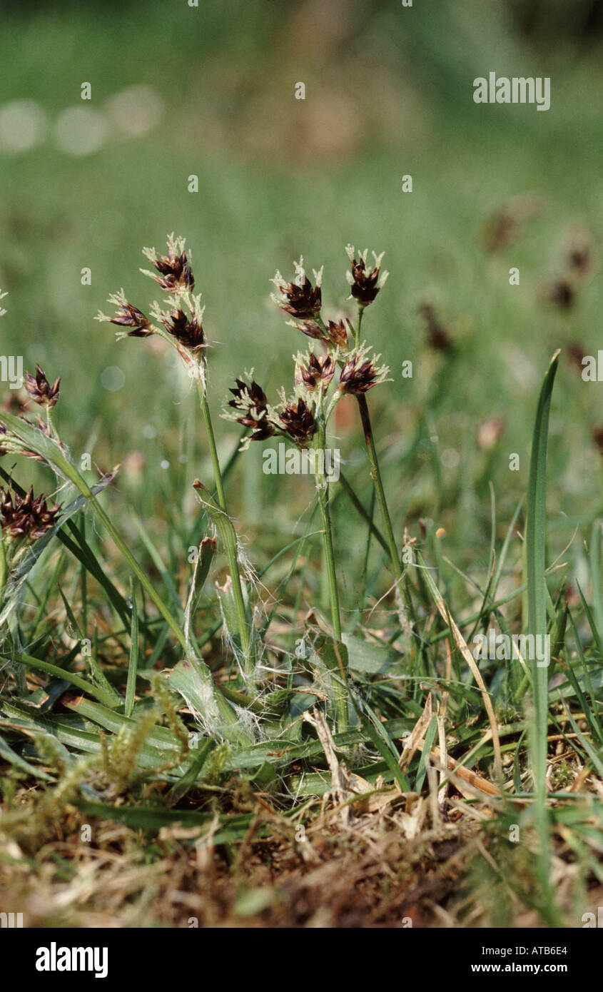 Field Woodrush growing in grass Stock Photo - Alamy