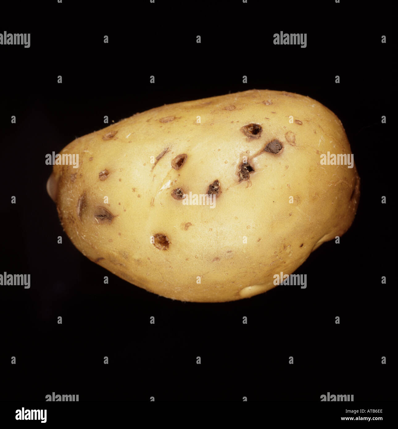 Wireworm Agriotes sp damage to a potato tuber Stock Photo - Alamy