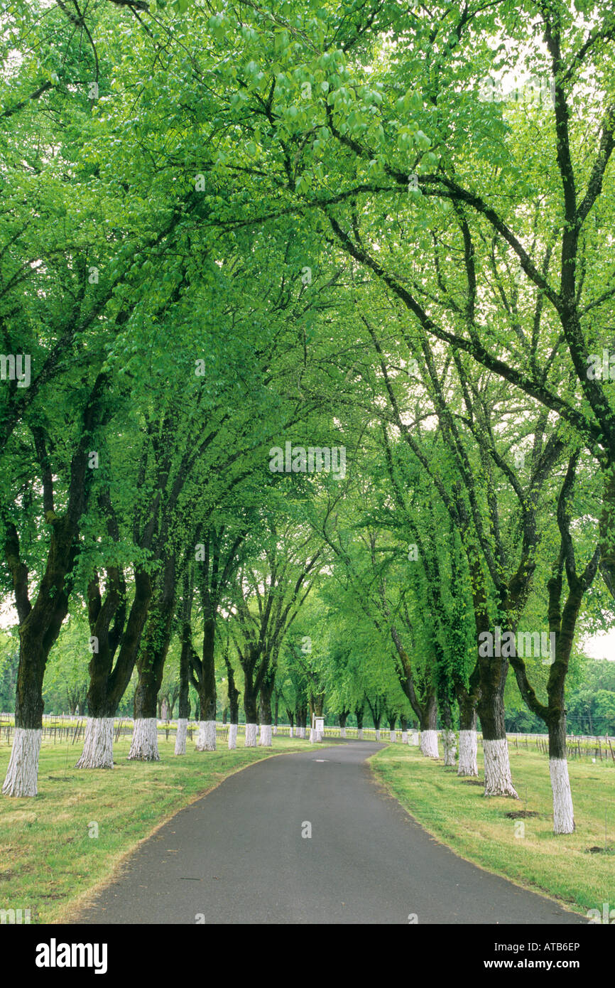 Trees along driveway at Fetzer Vineyards near Hopland Mendocino County ...