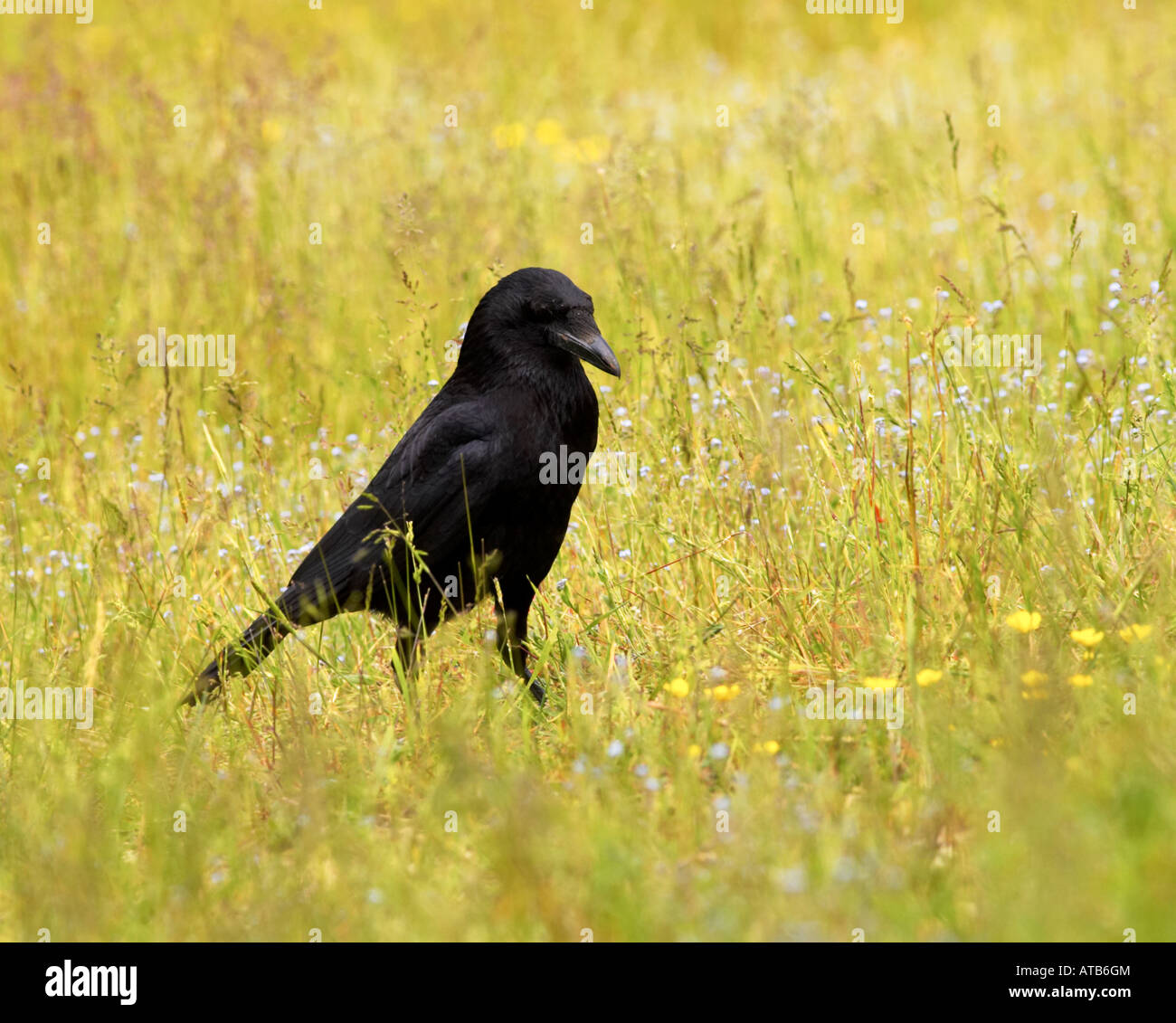 Single carrion crow hi-res stock photography and images - Alamy