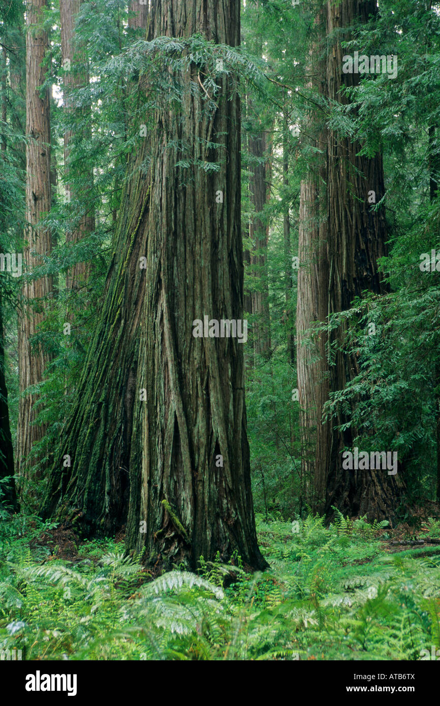 Redwood Dreams: Exploring Mendocino's State Parks