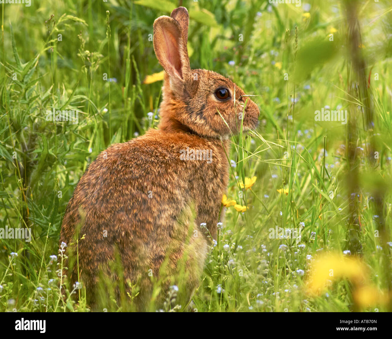 Rabbit hiding hi-res stock photography and images - Alamy