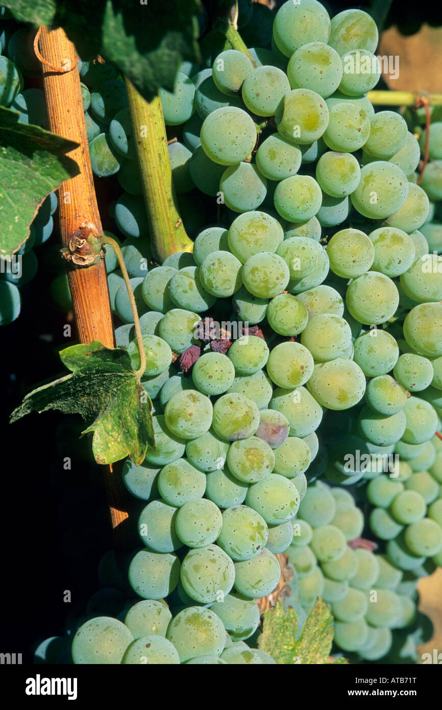 Frey Vineyards Redwood Valley Mendocino County California Stock Photo ...