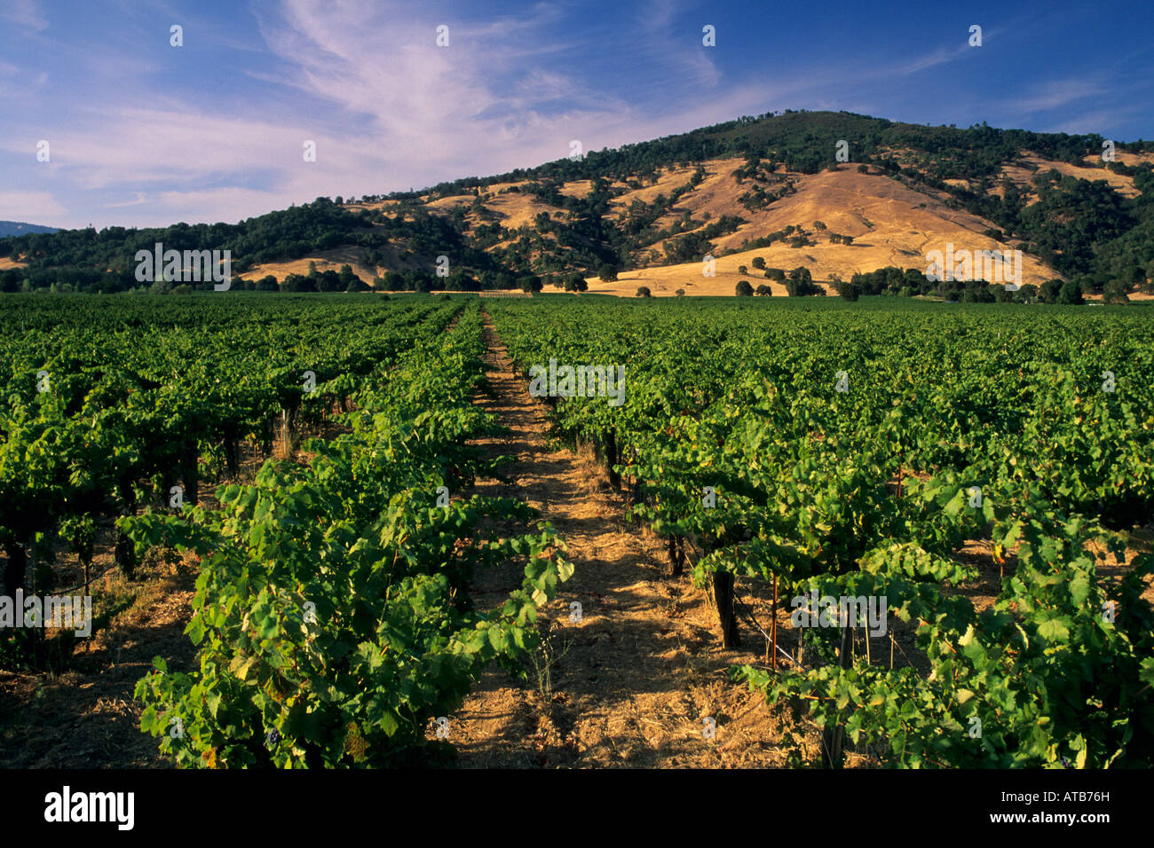 Wine grape vines Redwood Valley Mendocino County California Stock Photo ...