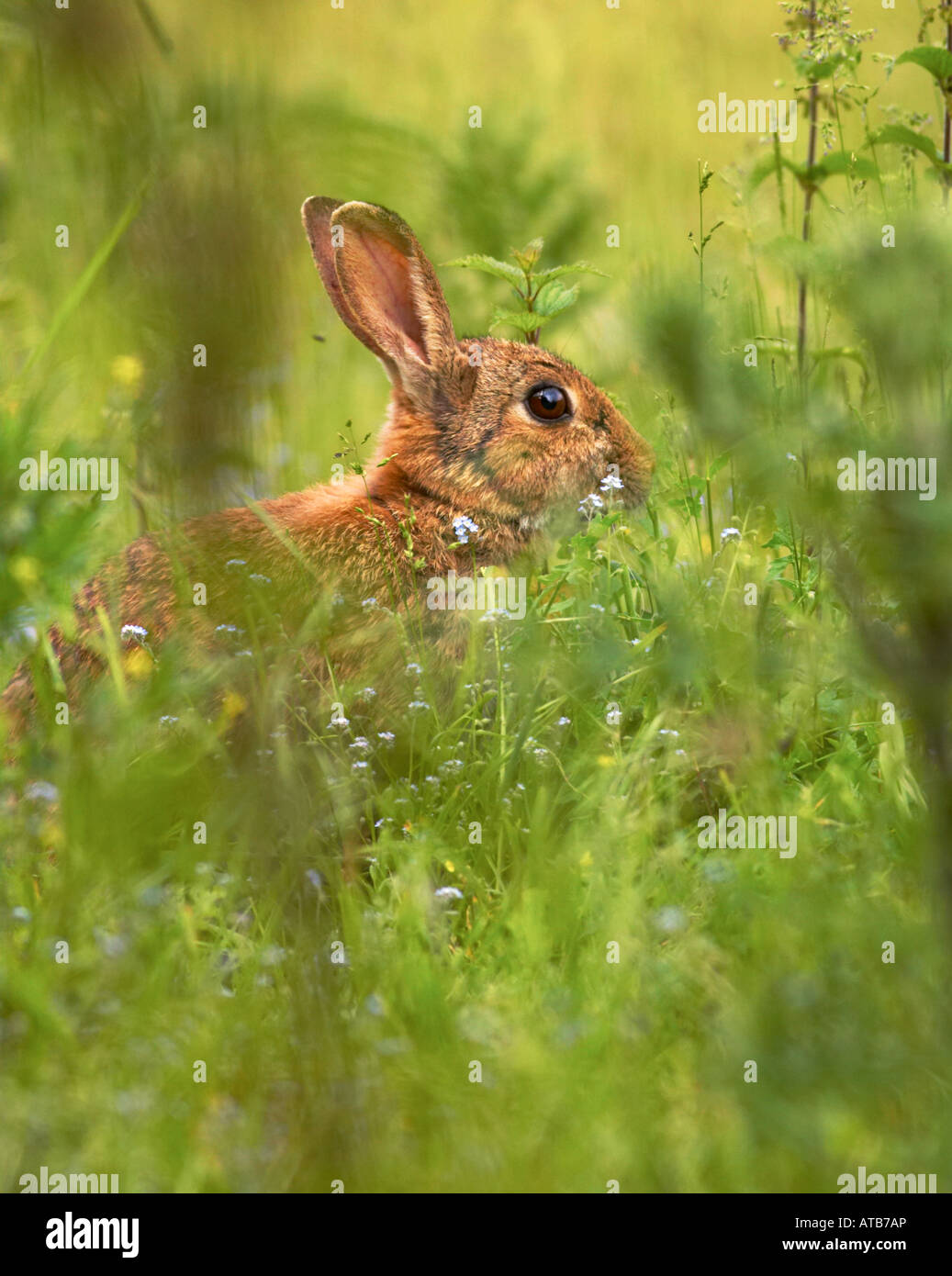 Rabbit hiding hi-res stock photography and images - Alamy