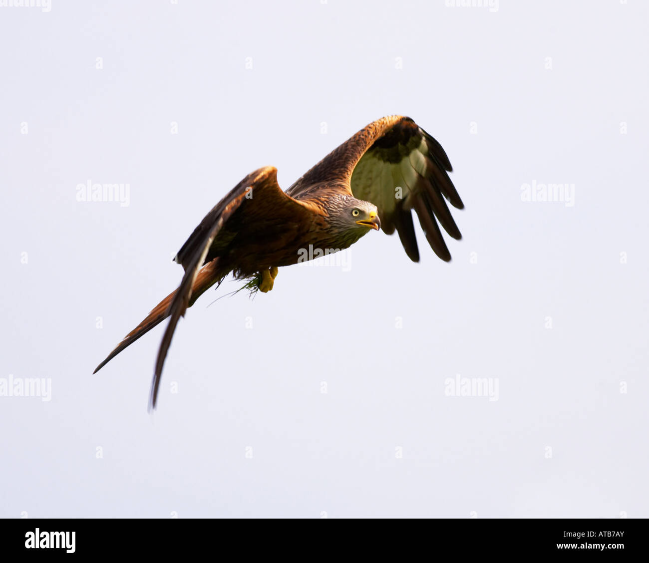 Red kite in flight Stock Photo - Alamy