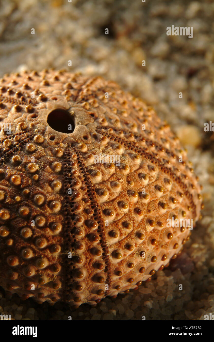 Seeigel skelett hi-res stock photography and images - Alamy