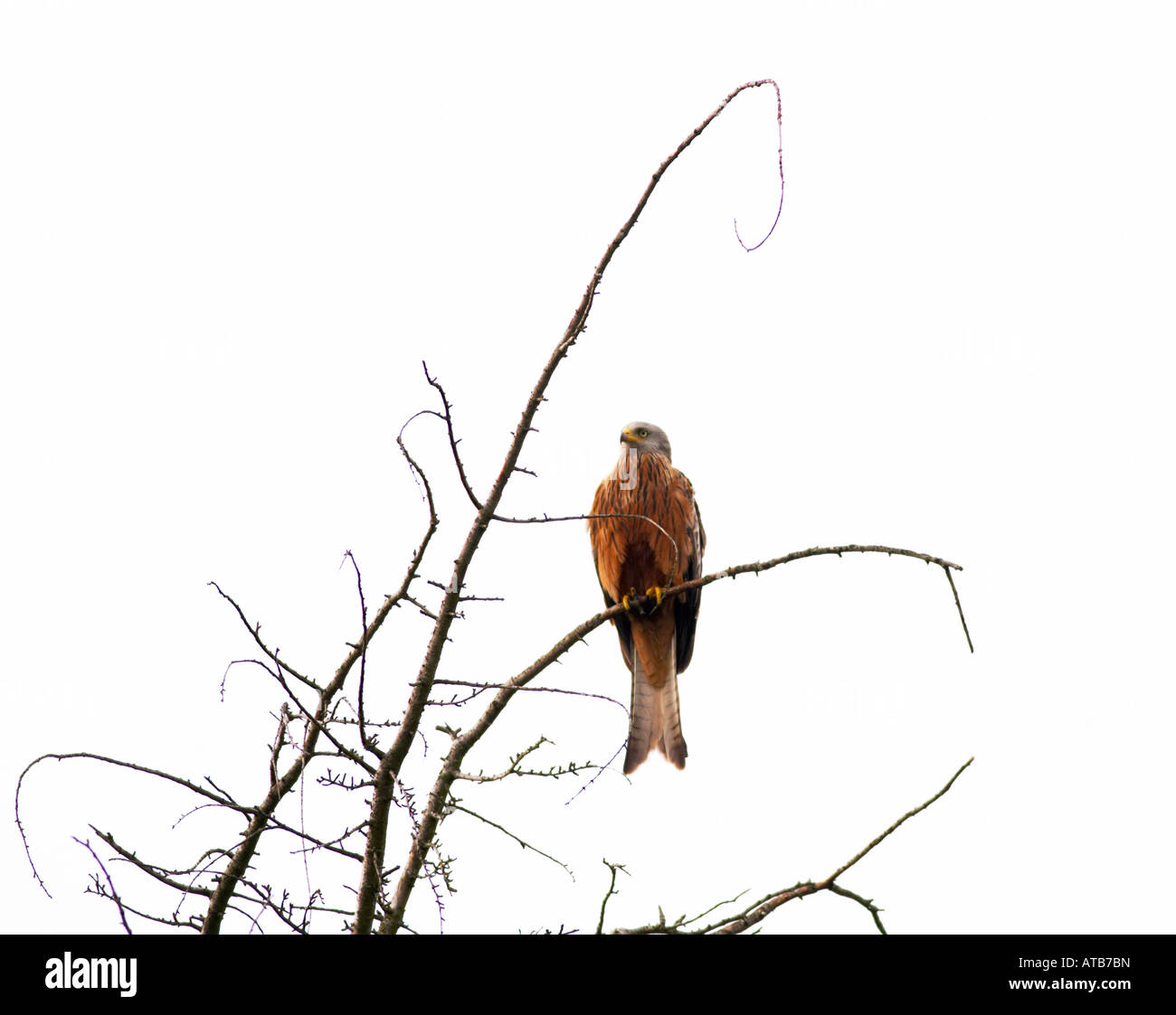 Red kite in tree Stock Photo - Alamy