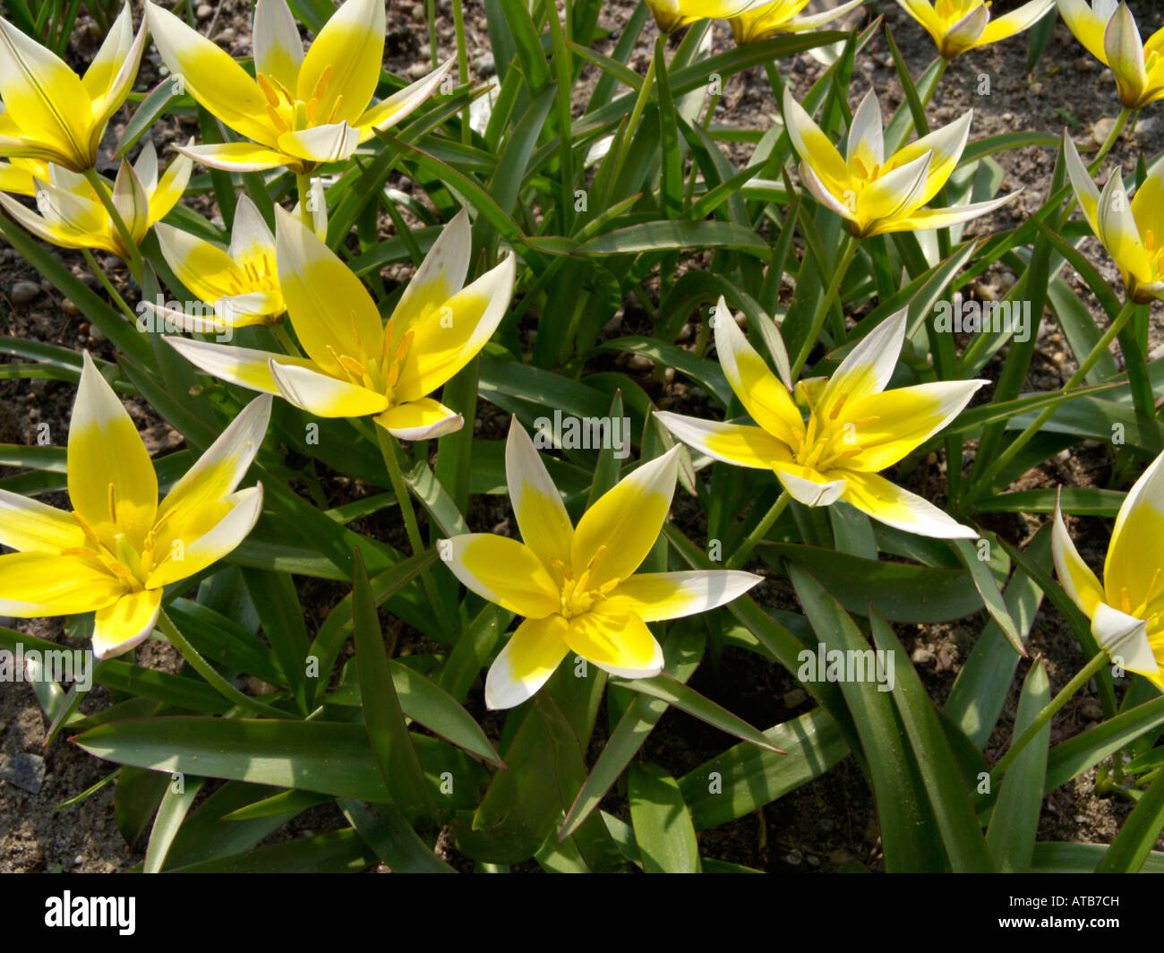 Wild tulip (Tulipa tarda Stock Photo - Alamy