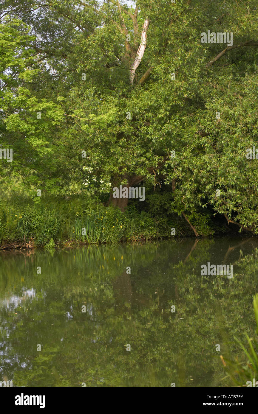 A pond and surrounding trees Stock Photo - Alamy