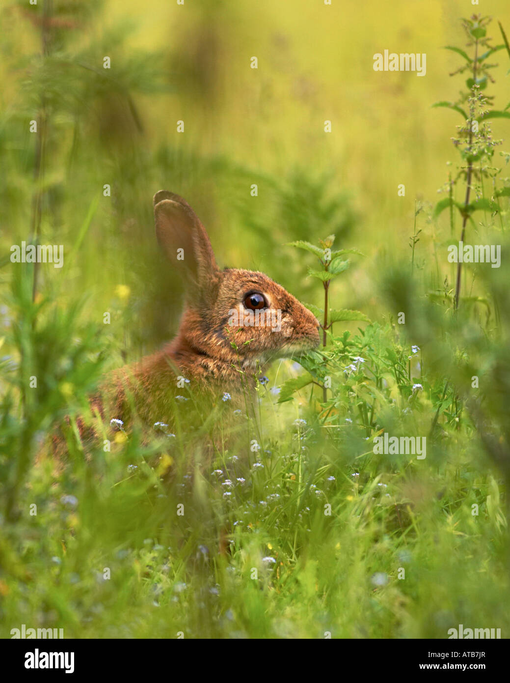 Rabbit hiding hi-res stock photography and images - Alamy