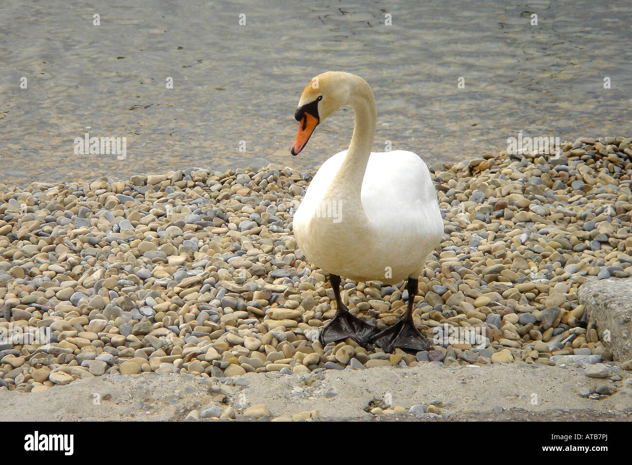 Waters bank bird hi-res stock photography and images - Alamy