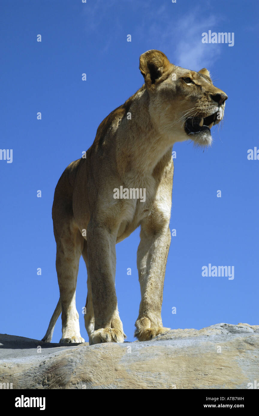 Lioness standing on rock Stock Photo - Alamy
