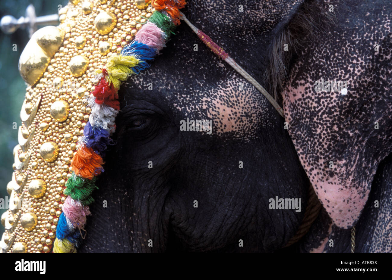 Trichur pooram hi-res stock photography and images - Alamy