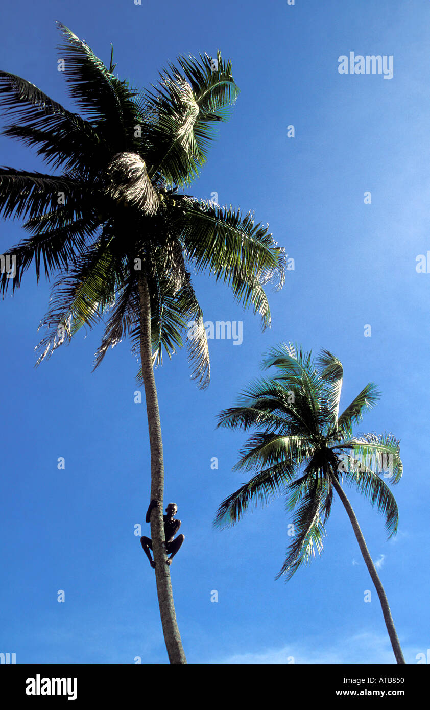 Kerala coconut climb hi-res stock photography and images - Alamy