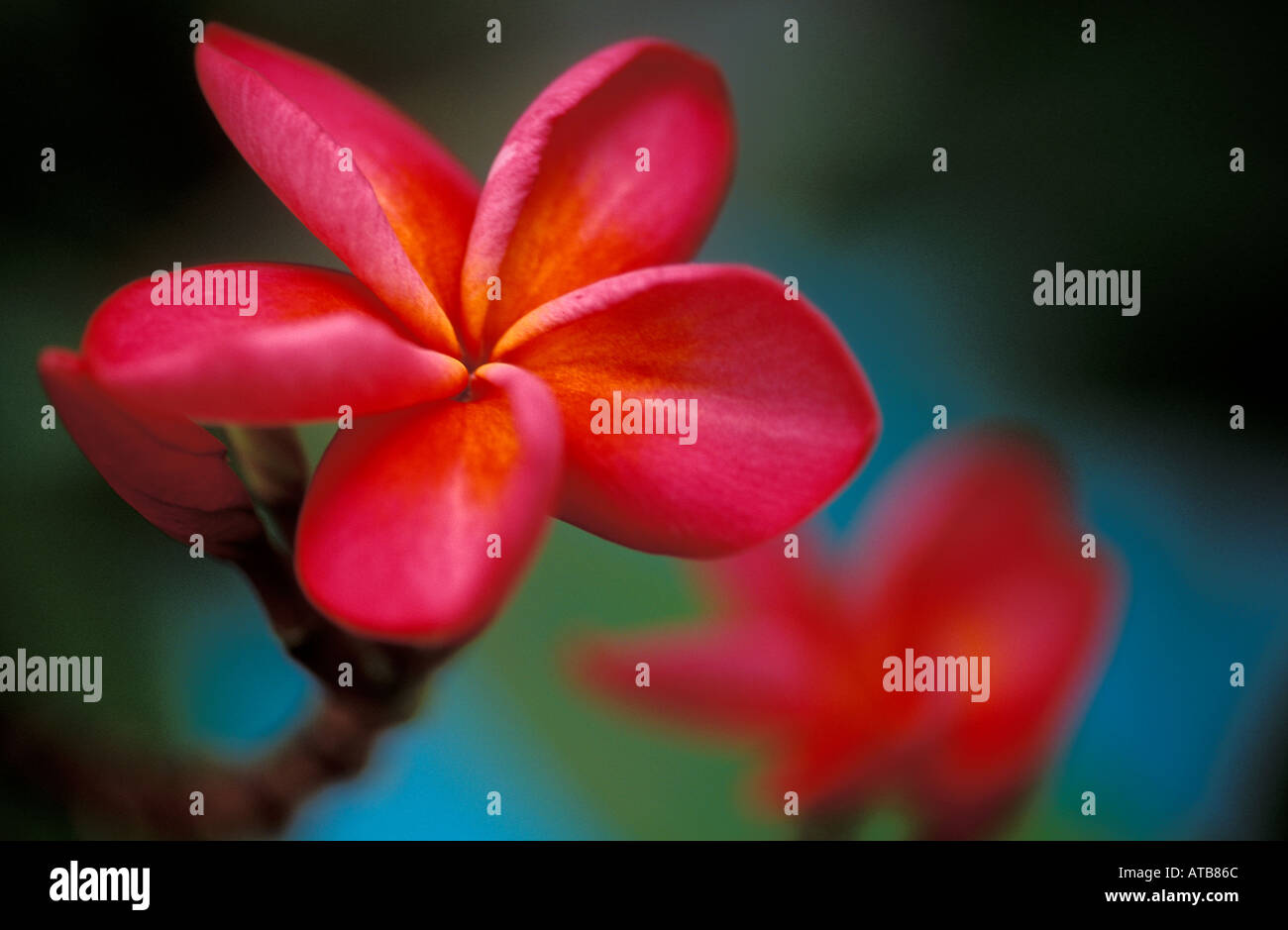 India Kerala red flower Stock Photo - Alamy