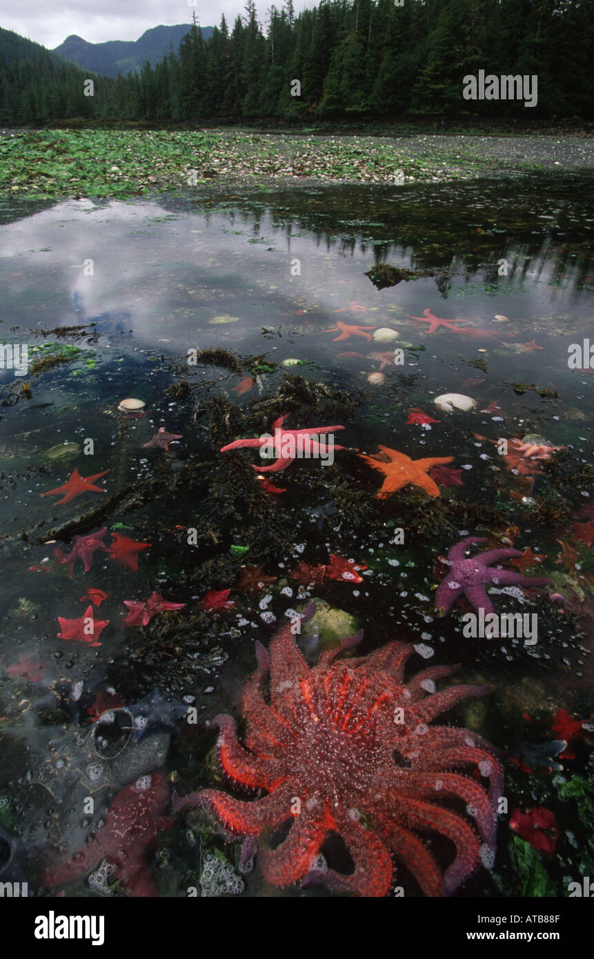 British marine snail hi-res stock photography and images - Alamy