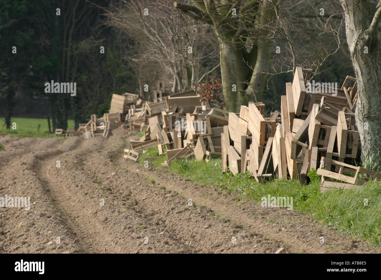Field of jersey royal potatoes hi-res stock photography and images - Alamy