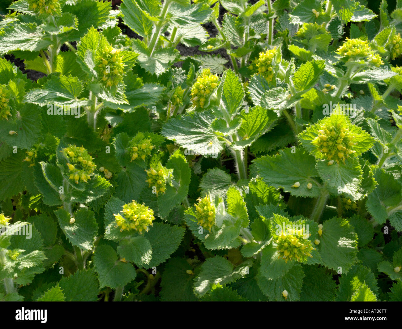 Yellow figwort (Scrophularia vernalis Stock Photo - Alamy