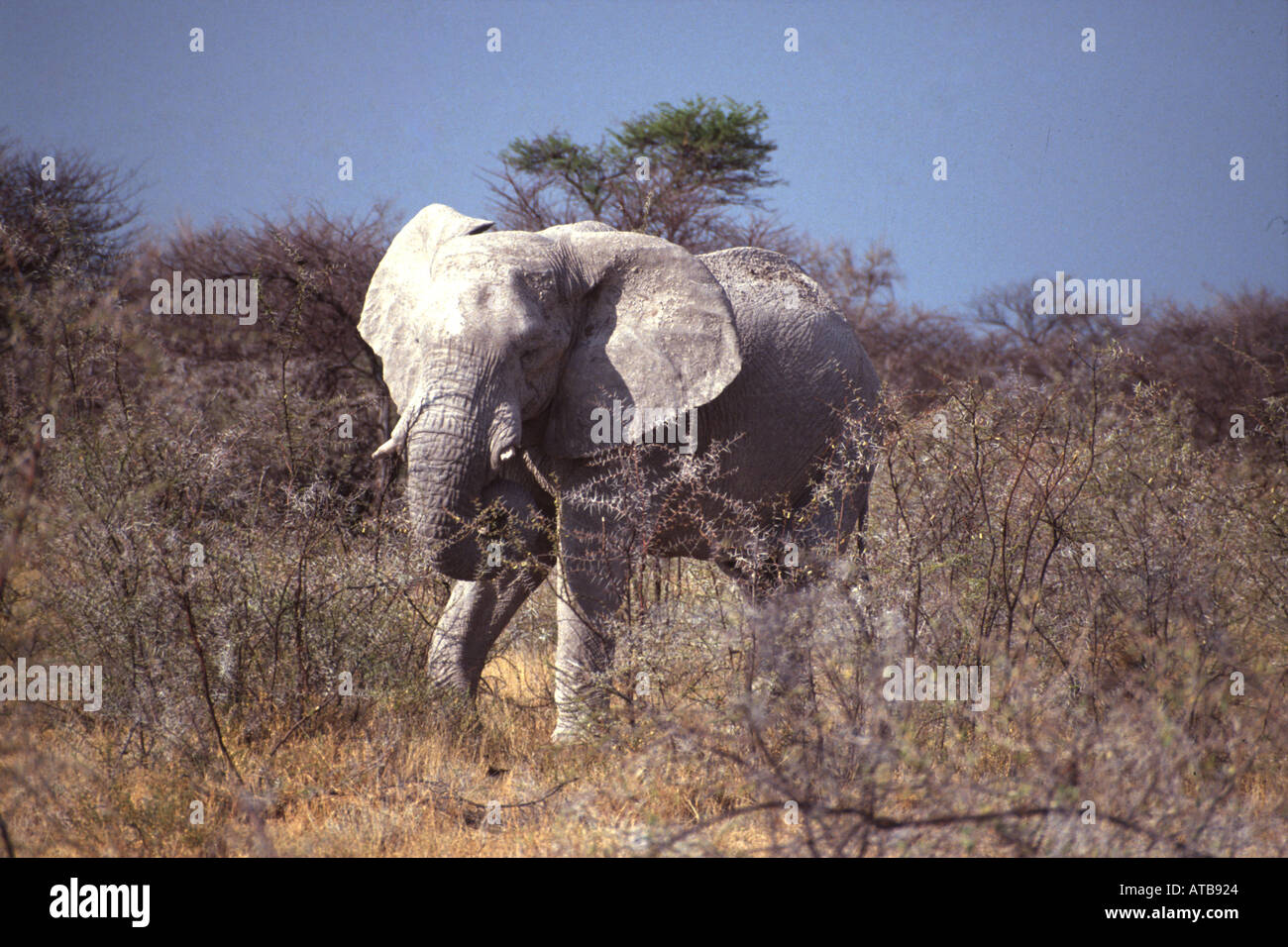 Dusty nose hi-res stock photography and images - Alamy