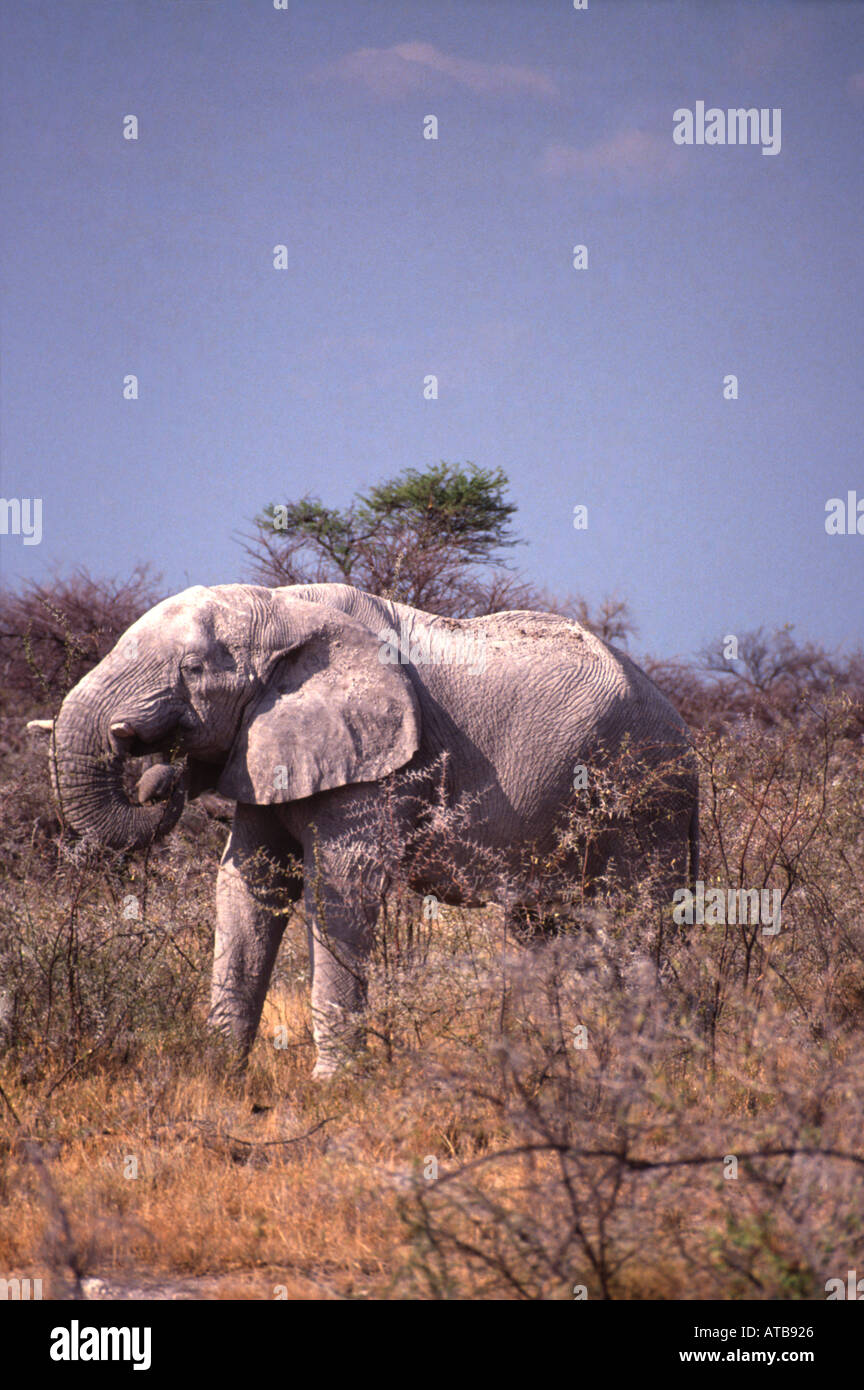 Dusty Elephant Etosha National Park Namibia Africa Stock Photo - Alamy