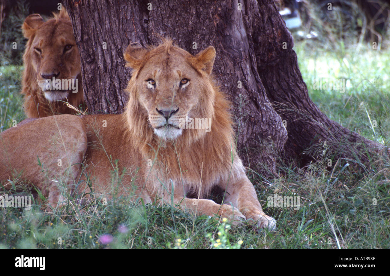 Lion Masai Mara National Reserve Kenya Africa Stock Photo - Alamy