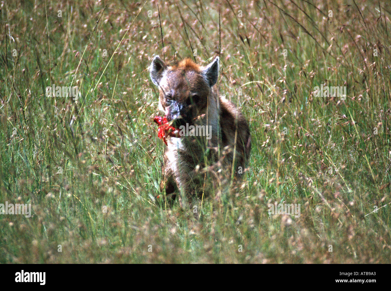 Spotted Hyena and Kill Masai Mara National Reserve Kenya Africa Stock ...
