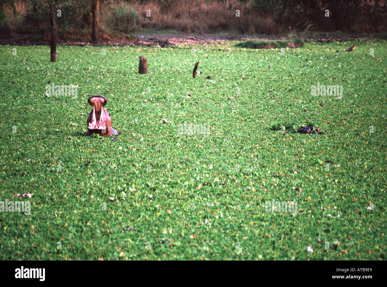 Lily of the valley and queen elizabeth hi-res stock photography and ...