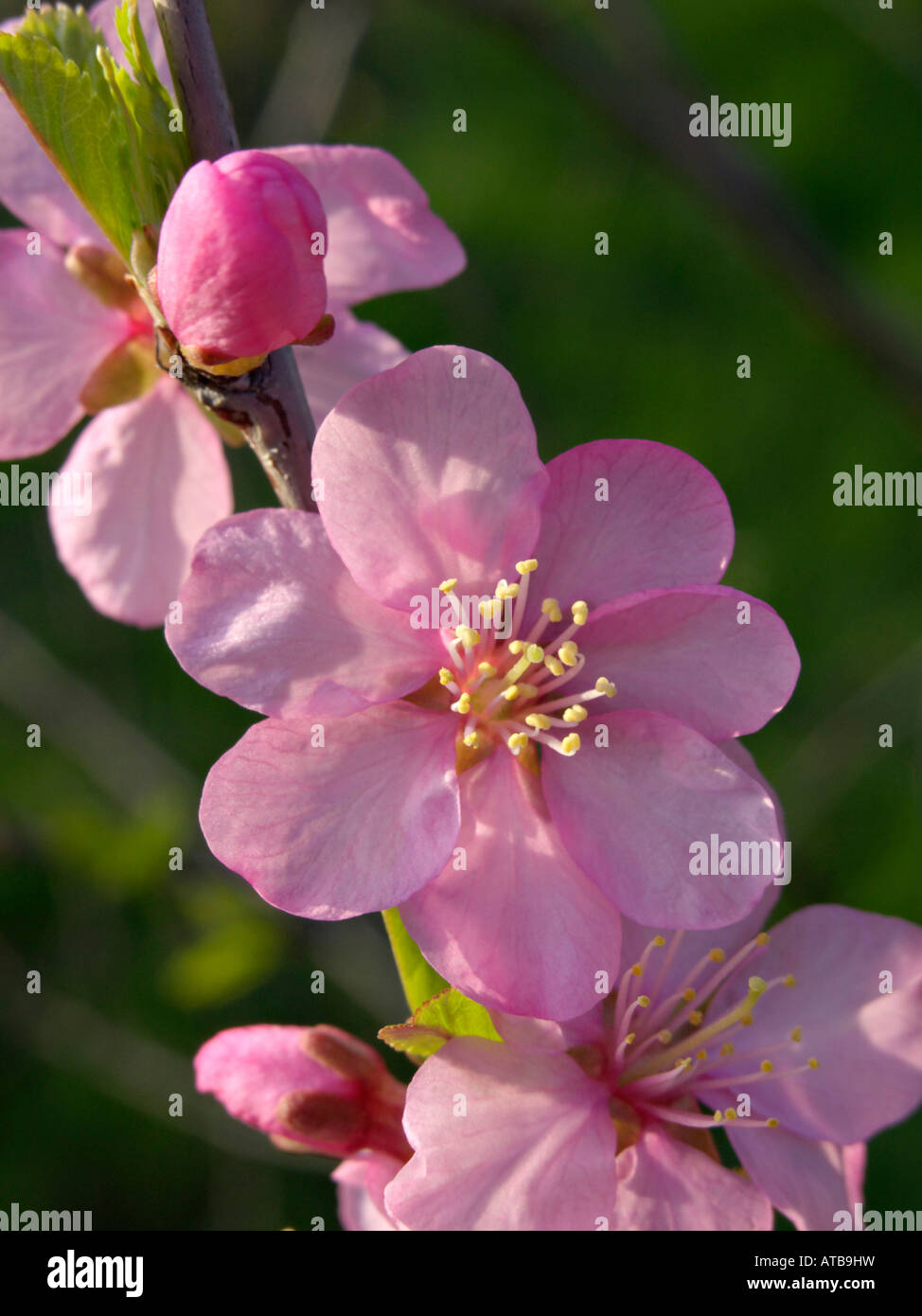 Flowering Almond Prunus Triloba High Resolution Stock Photography and ...