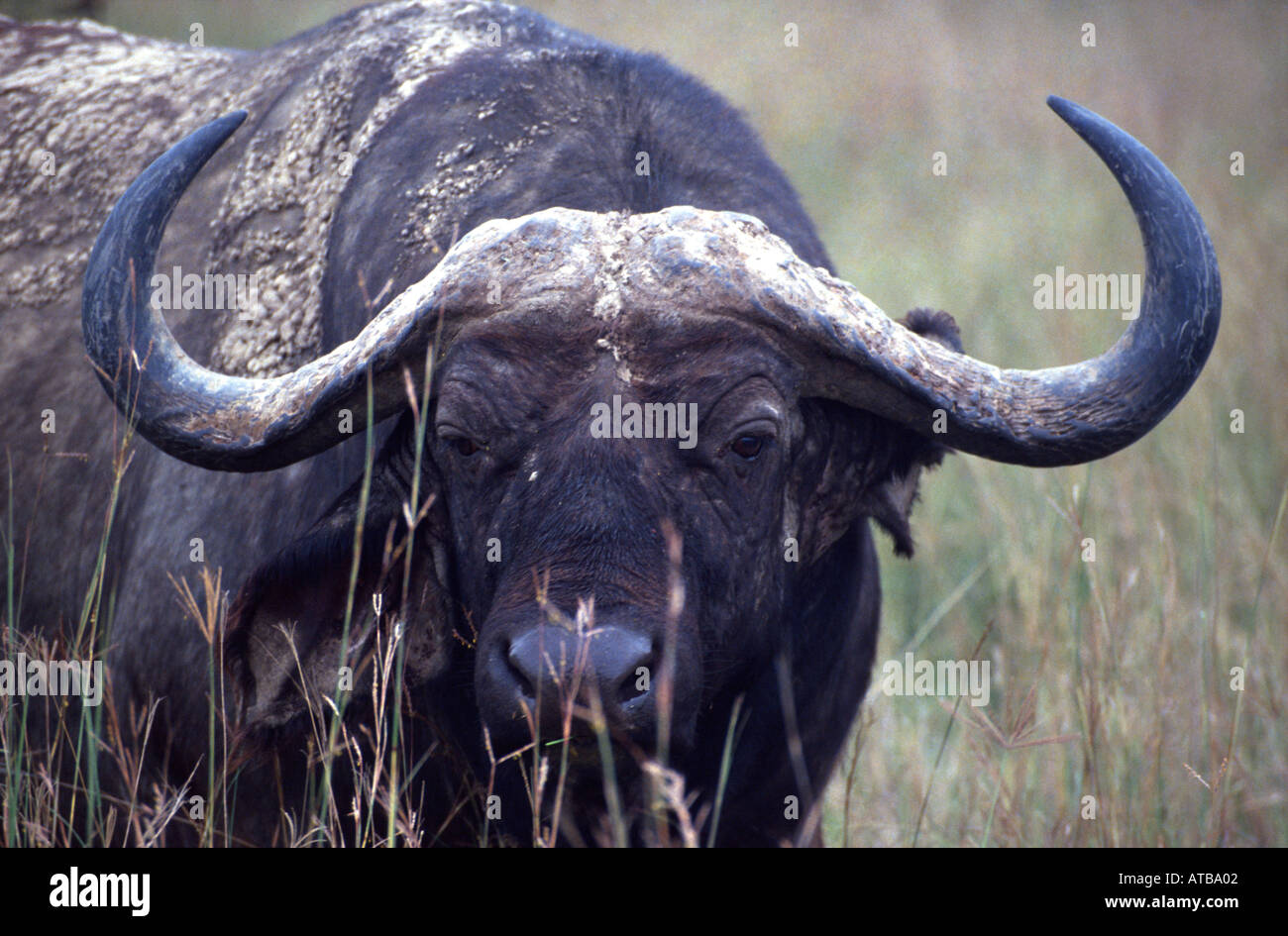 African buffalos maasai mara hi-res stock photography and images - Alamy