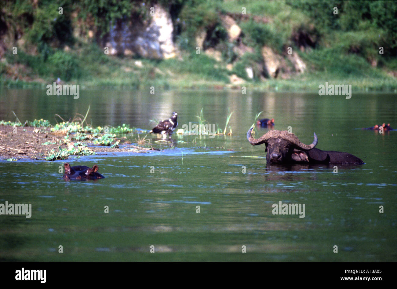 Buffalo Hippo Queen Elizabeth National Park Uganda Africa Stock Photo ...